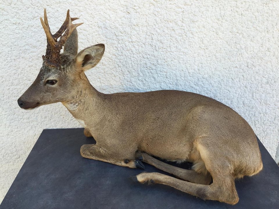 Mammifères - Atelier Saint Hubert